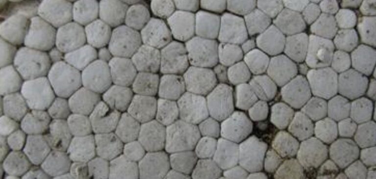 How to Clean Styrofoam Coolers