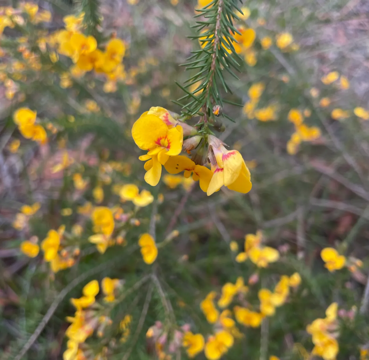 yellow-flowers-on-winifred-falls-fire-trail - Hunting Waterfalls
