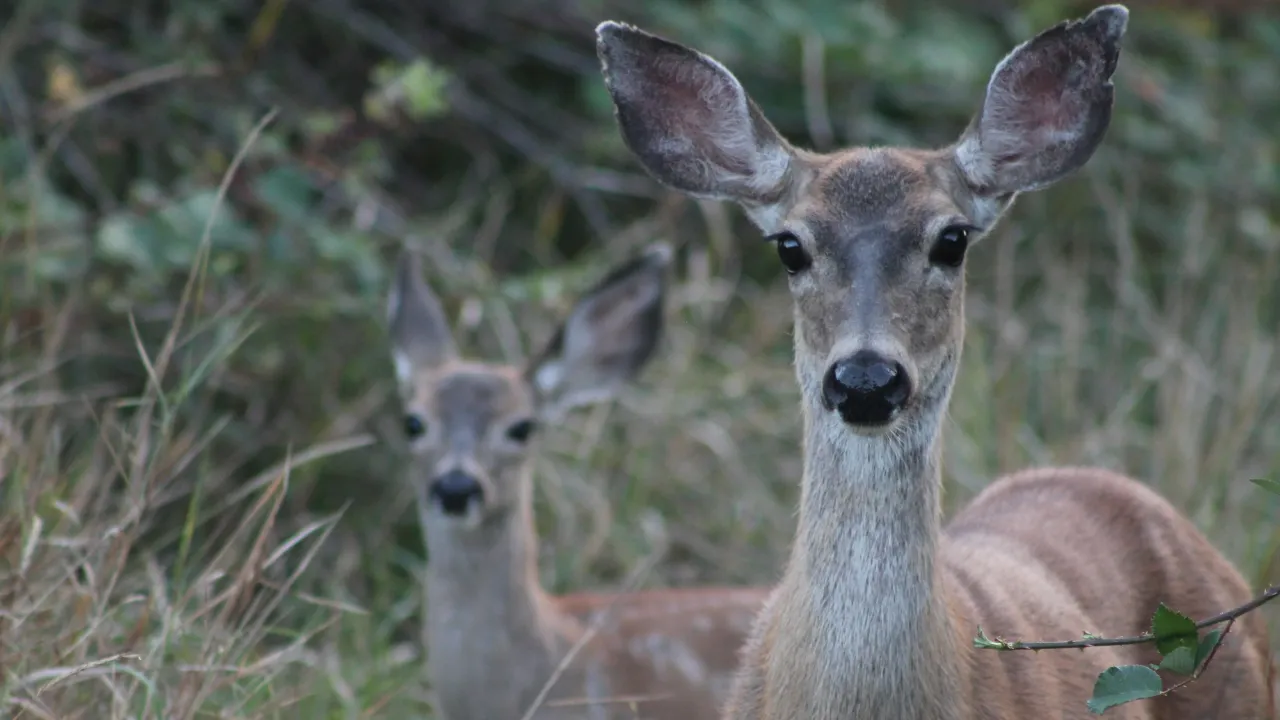 female-deer-and-fawn - Hunting Waterfalls